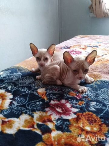 Канадский сфинкс