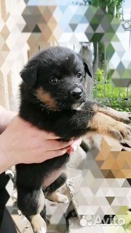 Щеночек колобочек в добрые руки