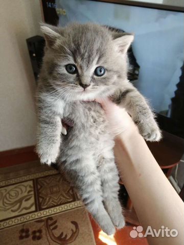 Шотландские котята