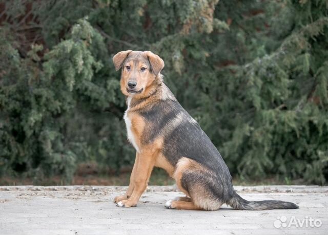 Собака метис гончей 9 мес в добрые руки