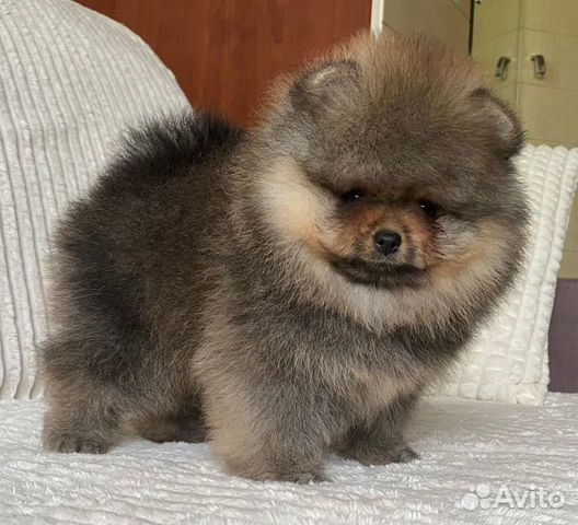 Девочка помераночка