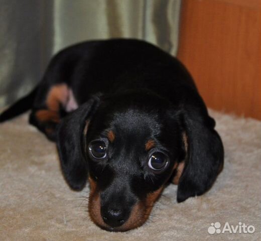 Кроличьи таксята