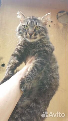 Добрейший кот ищет дом