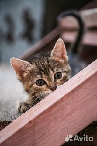 Котёнок ищет дом