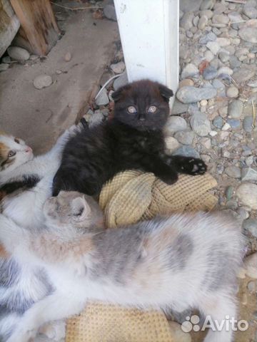 Котята в добрые руки даром