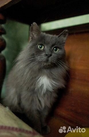 Котик возоаст 1 год