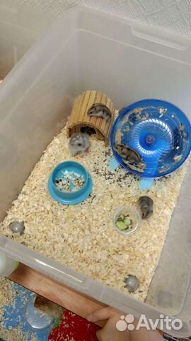 Джунгарский хомяк бесплатно