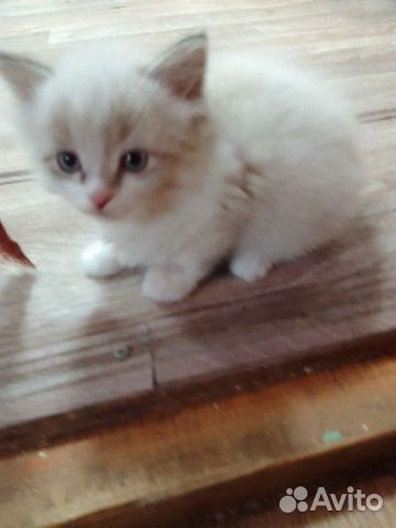 Шотландские прямоухие котята