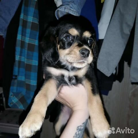 Щенок кокер спаниеля