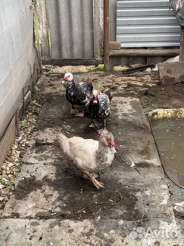 Самцы муларды