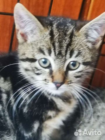 Котята брат и сестра