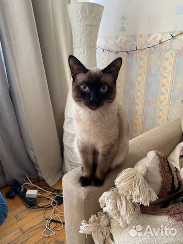 Тайский кот (26.10.21)