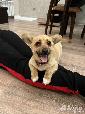 Щенок корги помесь