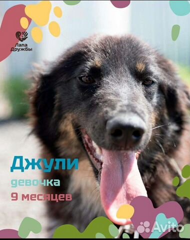 Собака Джули