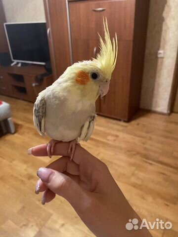 Попугаи корелла и розелла