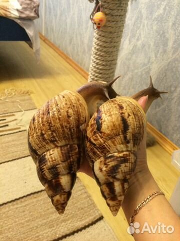 Ахатины Ретикулята