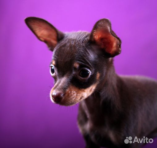 Той-терьерчики Беккер и Беккита