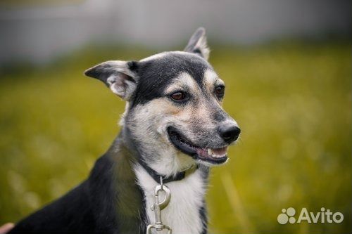 Малыш Бантик ищет хозяев