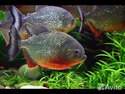 Пиранья краснобрюхая