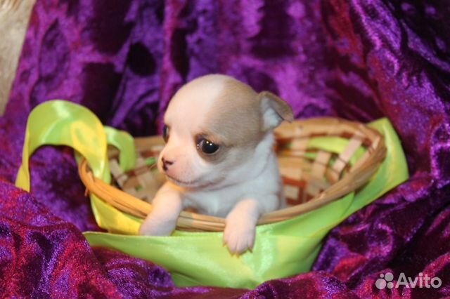 Крошка на ладошке - Чихуахуа