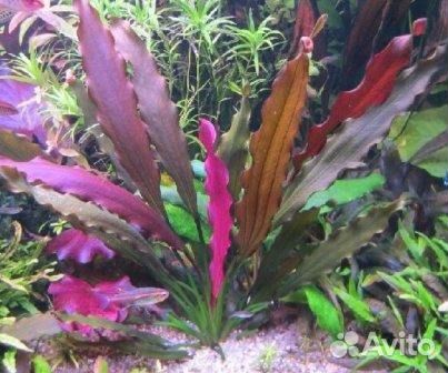 Растения Черный регги, Магрибинец и др