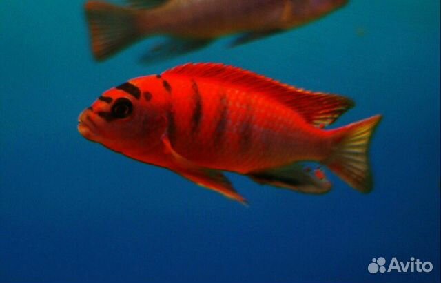 Цихлиды озерные африка