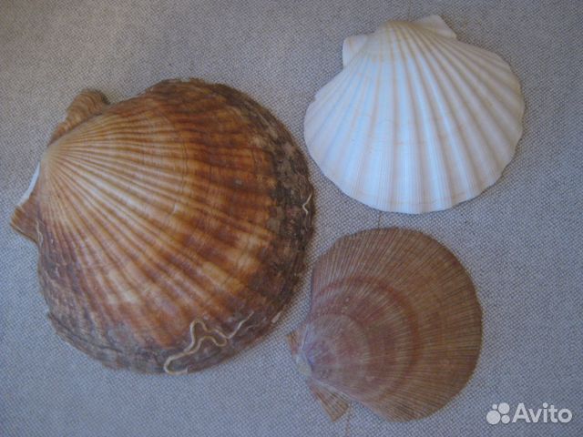 Морские раковины Bivalves