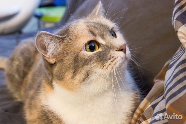Катыш ищет новый дом