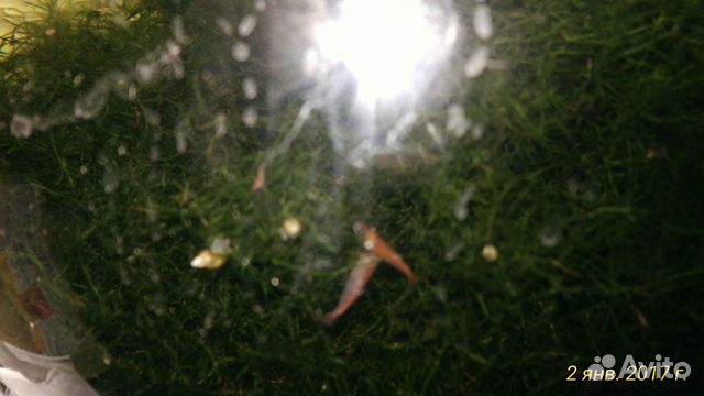 Креветки, Иванов мох, улитки