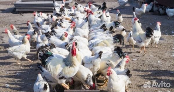 Инкубационное яйцо кур несушек