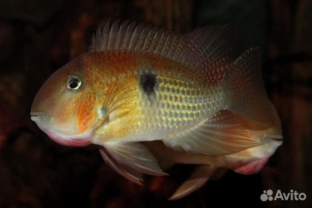 Гвианакара