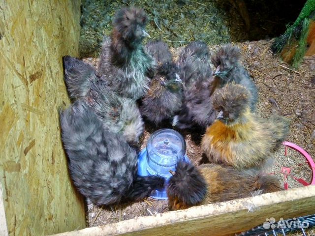 Шелковые куры (карлики)