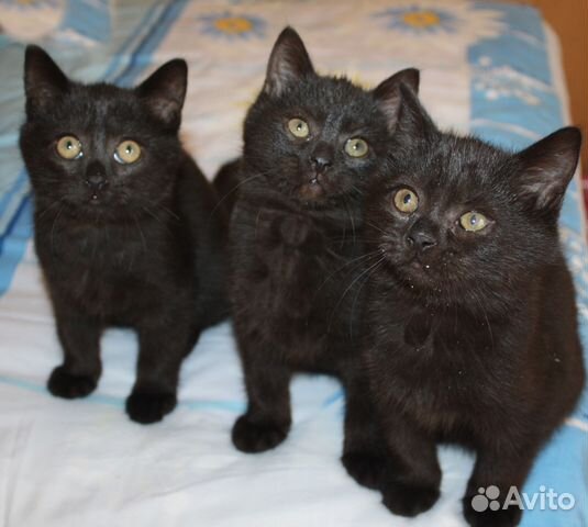 Три мушкитёра и днвица