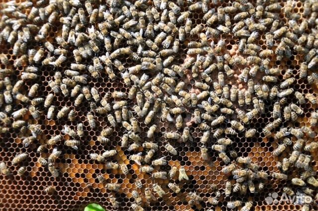 Карпаточка в "пакетах" пчелы