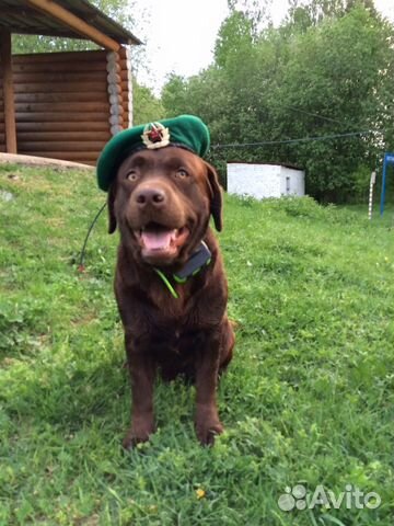 Лабрадор коричневый ищет подружку для вязки
