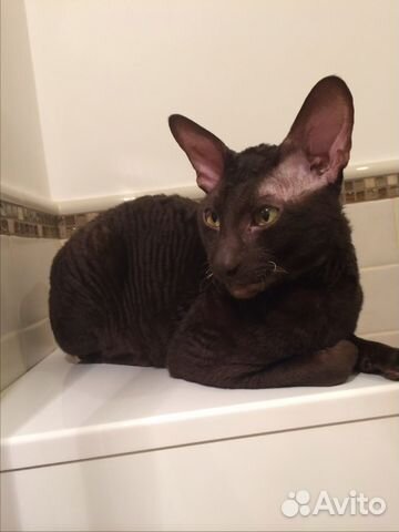 Котик Корниш для вязки