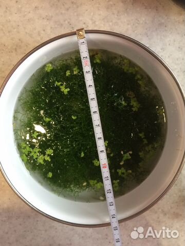 Риччия плавающая