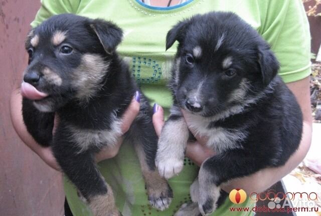 Щенки метисы овчарки в добрые руки