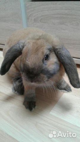 Кролики и Клетки Италия (можно по отдельности)