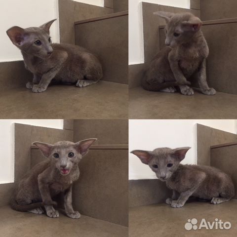 Лиловый мальчик Ушарик