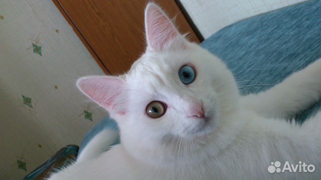 Котейка ищет подругу