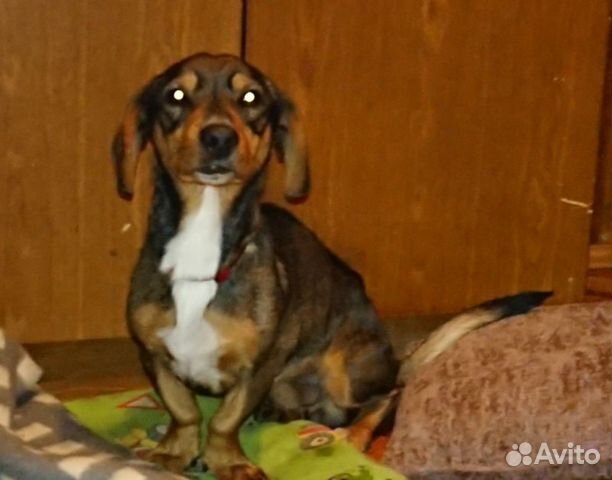 Молоденький таксик ищет дом