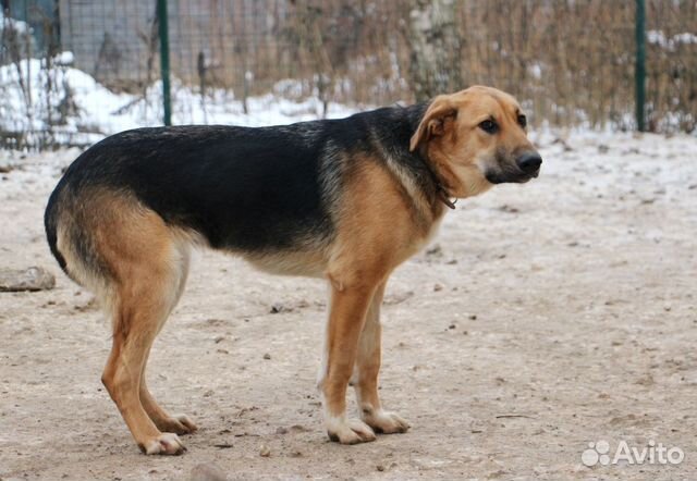 Альма, метис овчарки в дар, 1 год