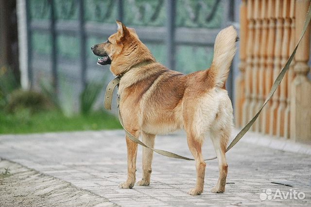 Рыжий песик