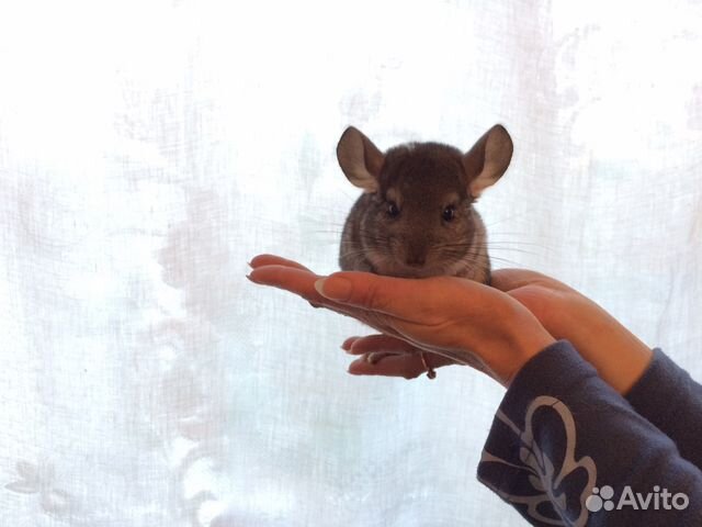 Шиншилла мальчик 2 месяца