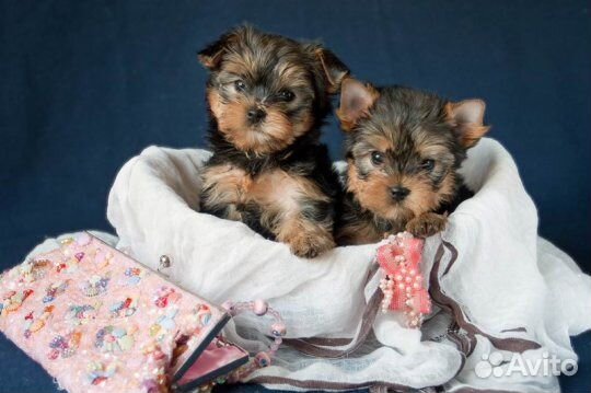 Йорки малышки