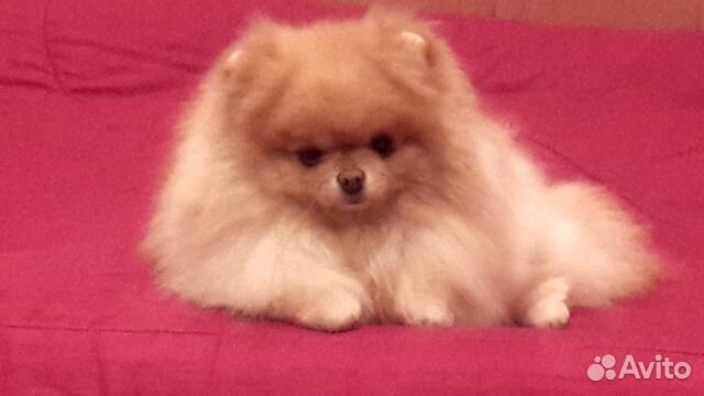 Мини шпиц хомячки