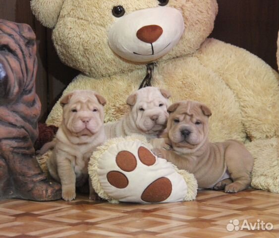 Складчатое Чудо