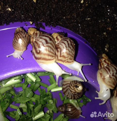 Улитки. Ахатина Ретикулята Альбино Боди. Очень кра