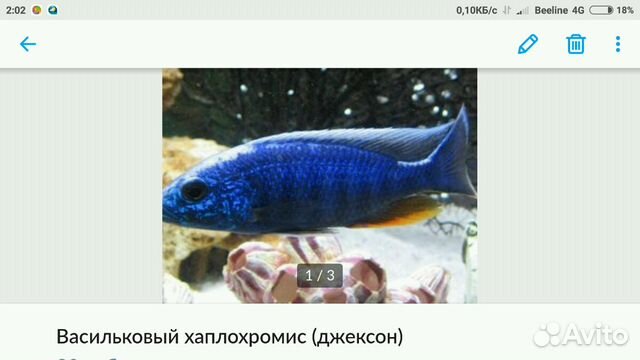 Мальки хаплахромис васельковый(джексон)